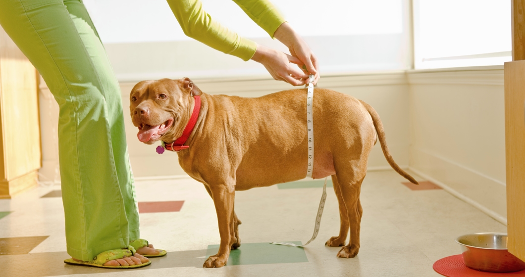 Is My Dog Overweight? A Guide for Pet Owners | DoodyCalls