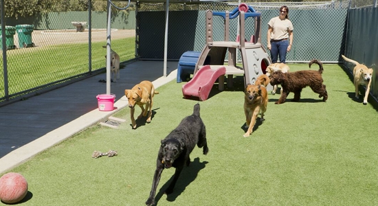 Pet Friendly Communities | DoodyCalls