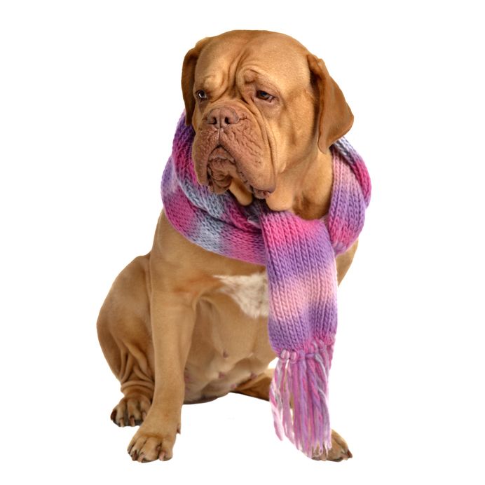 Unwrapping the joy of holiday activities for your pup in Alpharetta