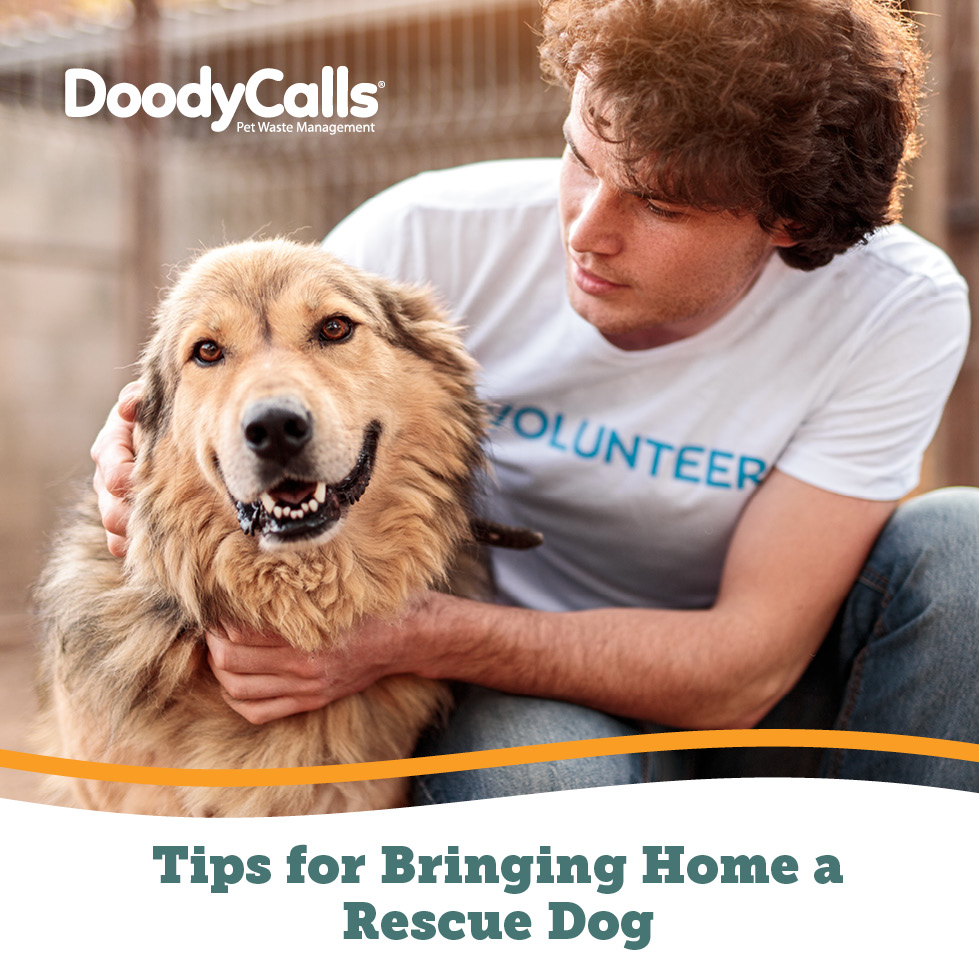 Bringing Home a Rescue Dog: Tips for a Successful Adoption