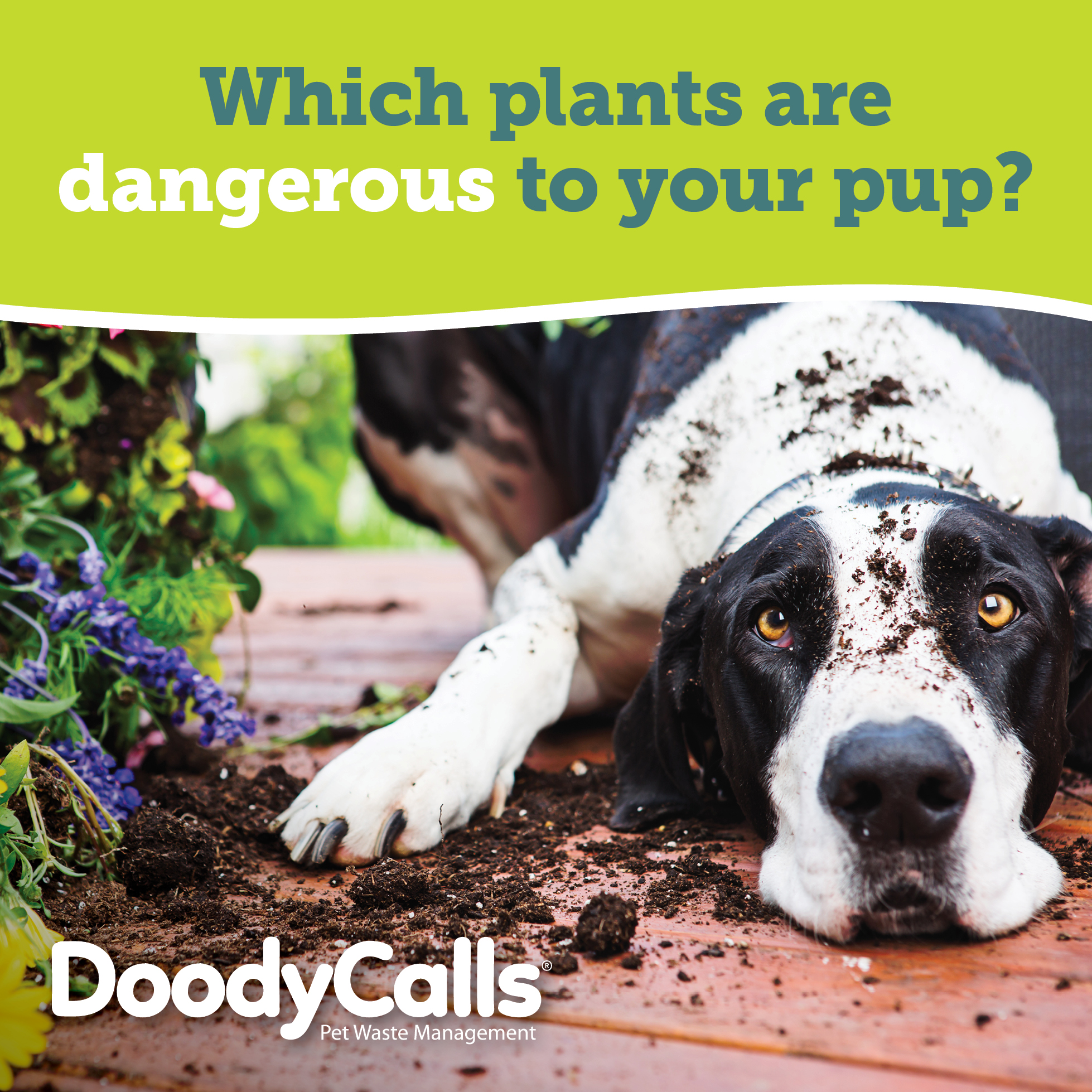 Plants Poisonous to Dogs: Know Them by Sight and Symptom