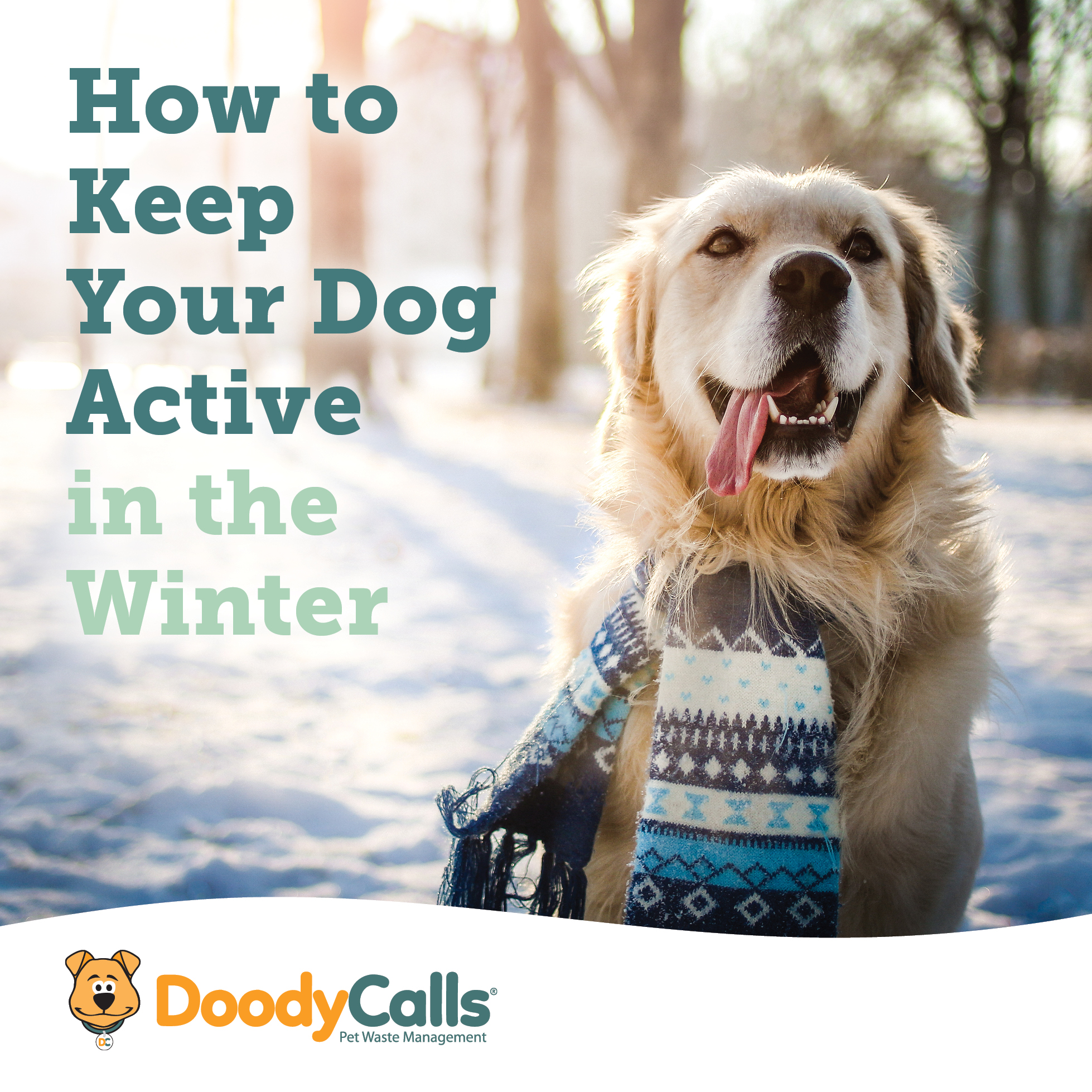 How to Keep Your Dog Active in Winter – Tips and Ideas