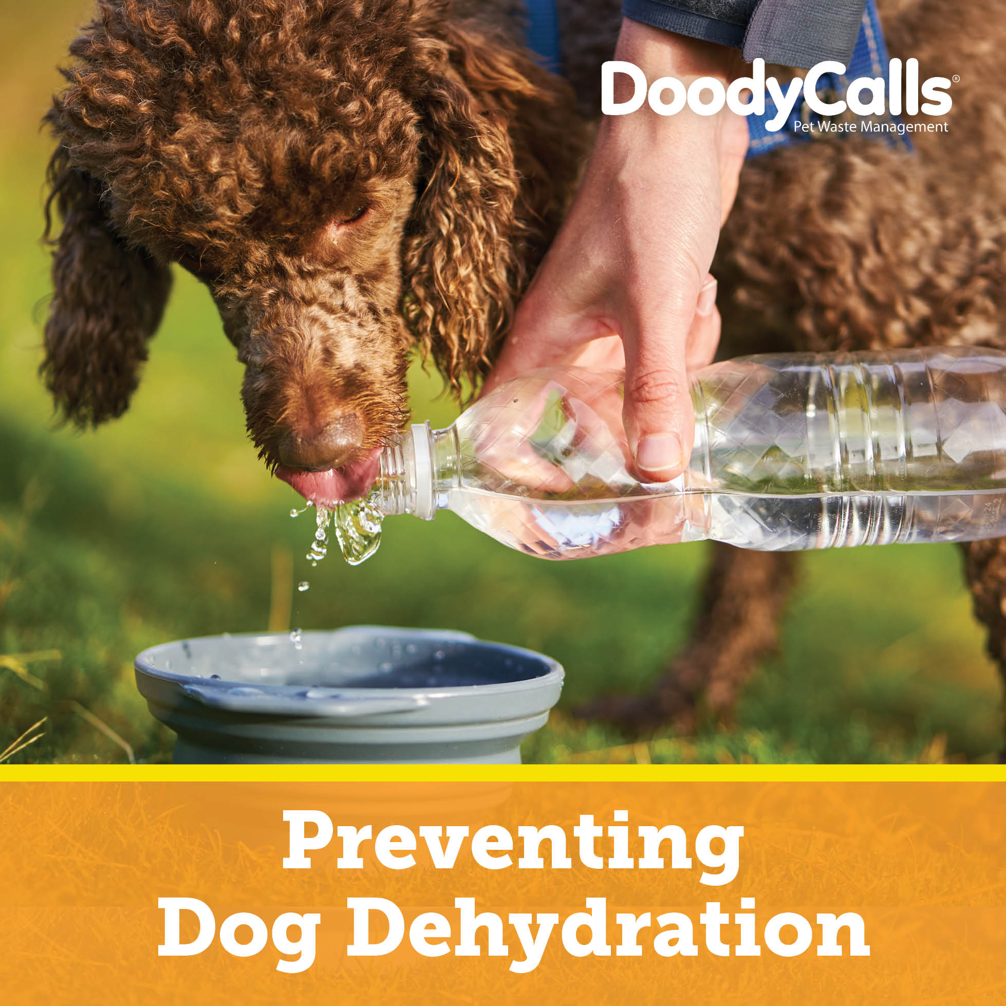 Preventing Dehydration in Dogs During the Summer Heat