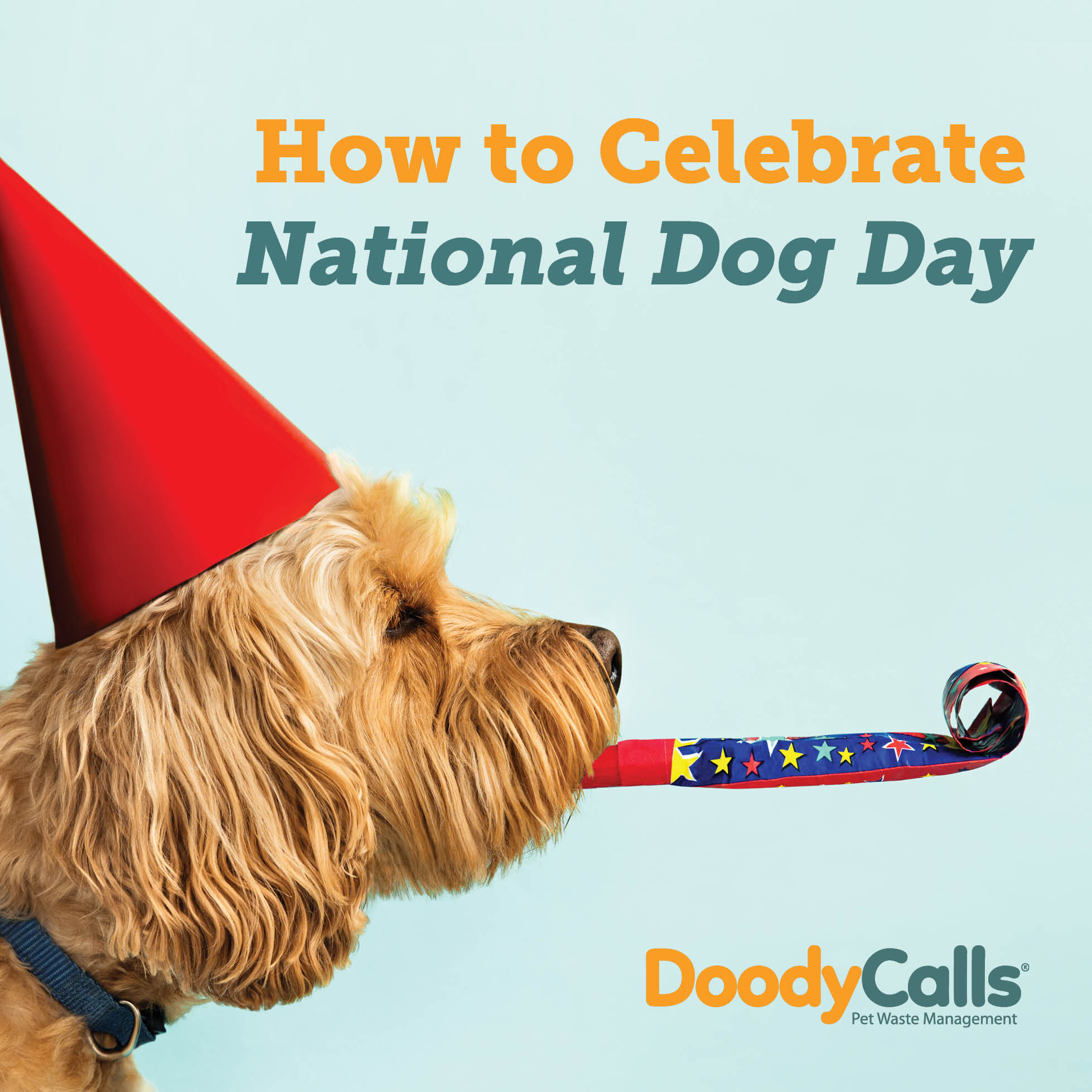 Dog Owners: 5 Ways to Celebrate National Dog Day | DoodyCalls