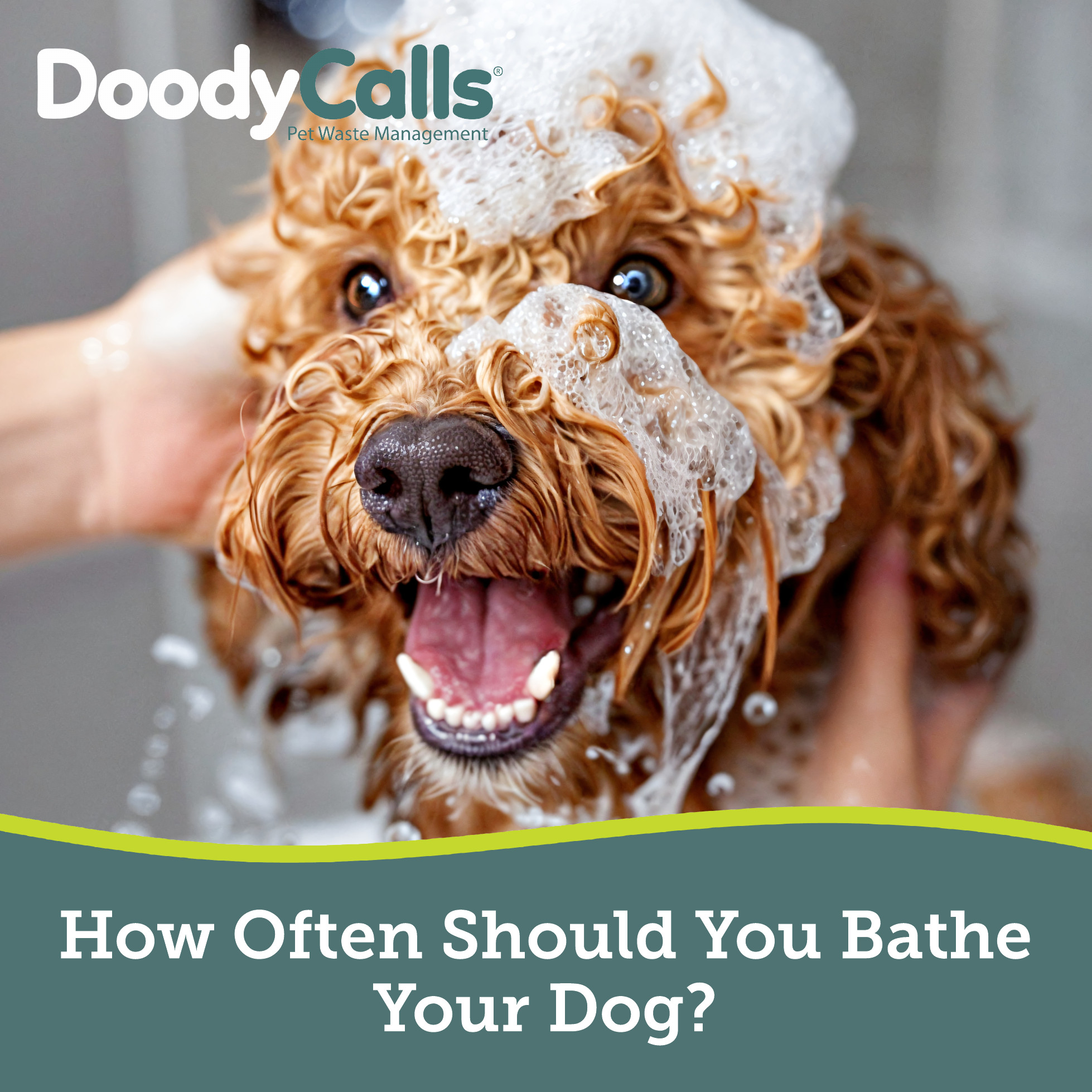 How Often Should You Bathe Your Dog? A Clean Pup Guide for Pet Parents