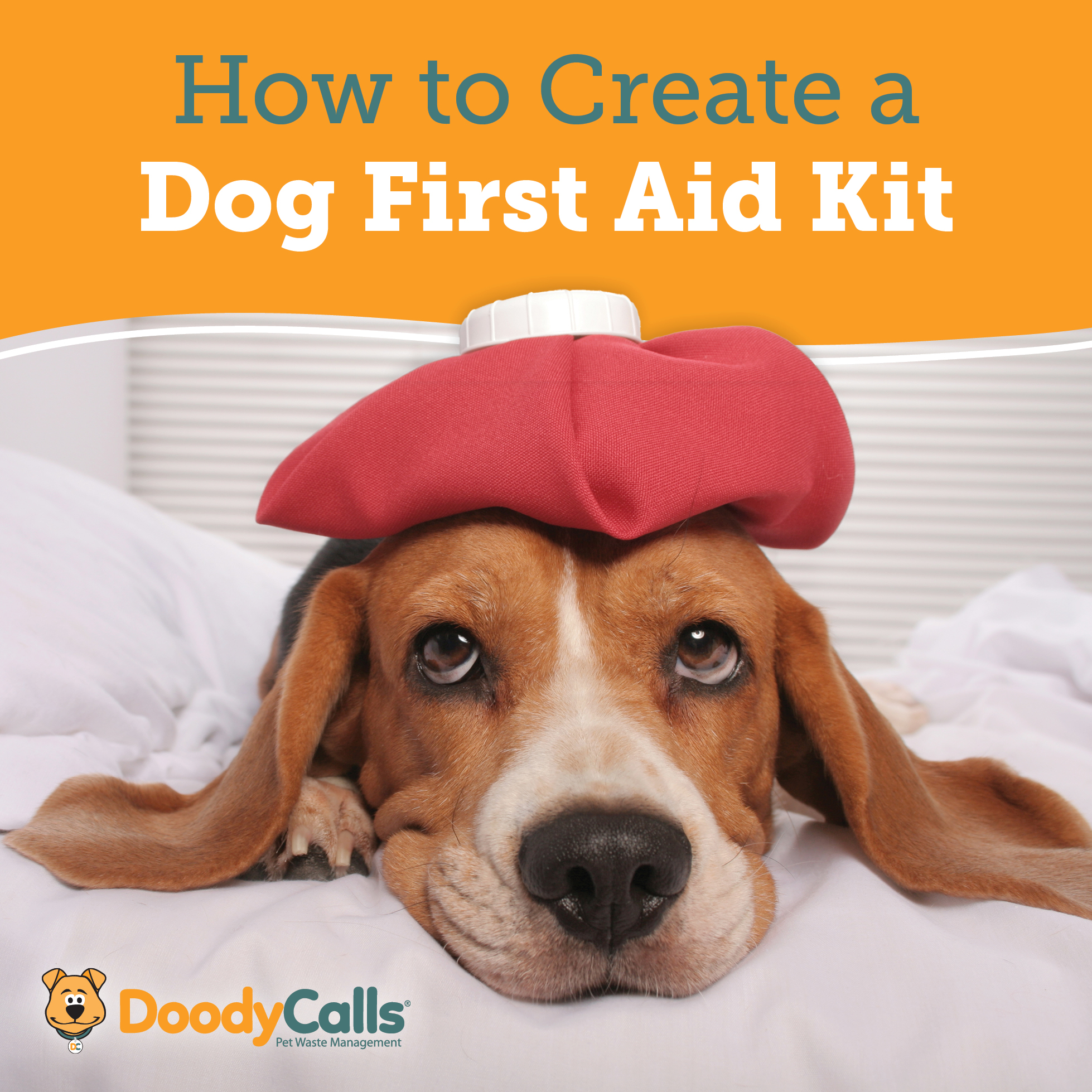 What to Put in a First Aid Kit for Dogs - A Comprehensive List for Your ...