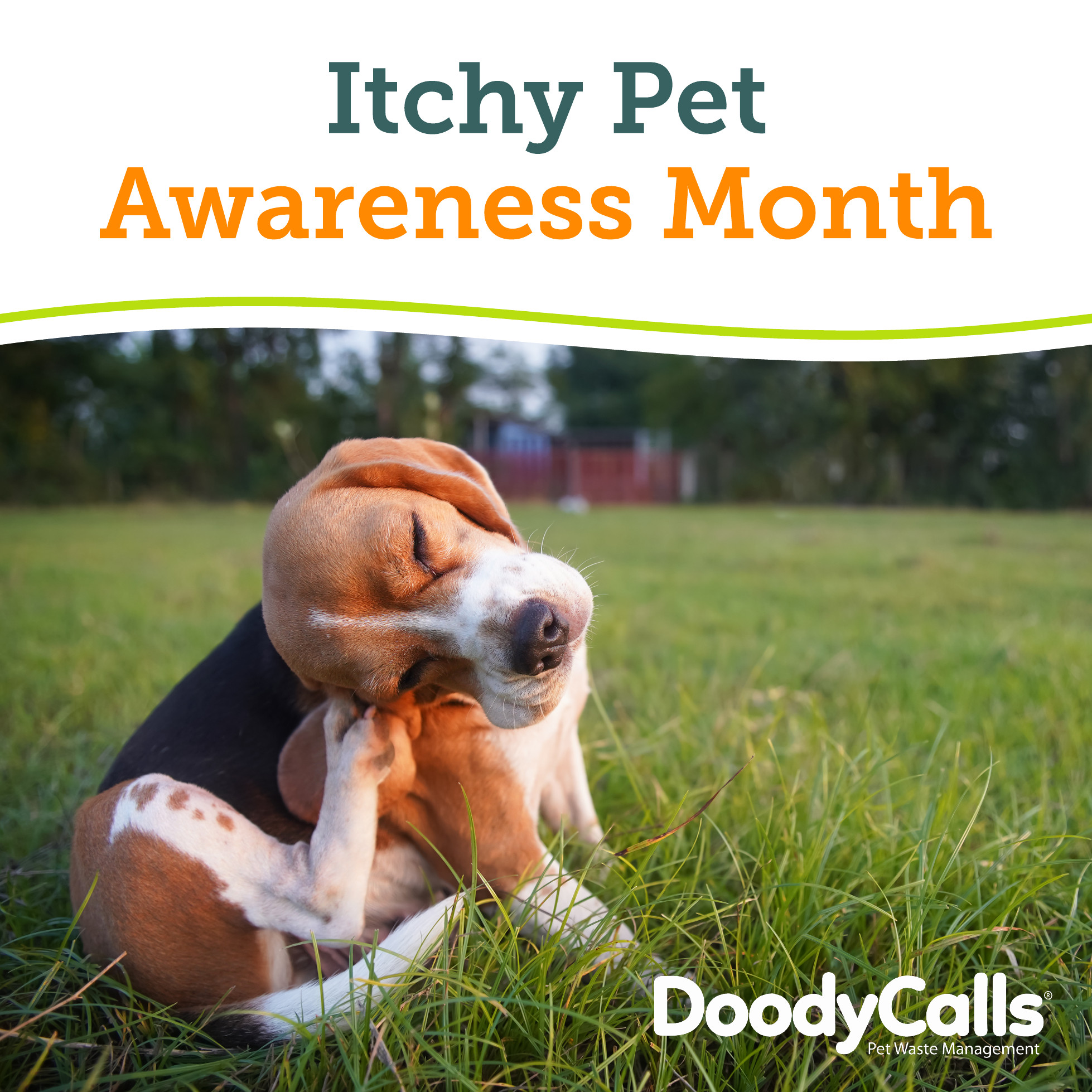 Why Is My Dog So Itchy?