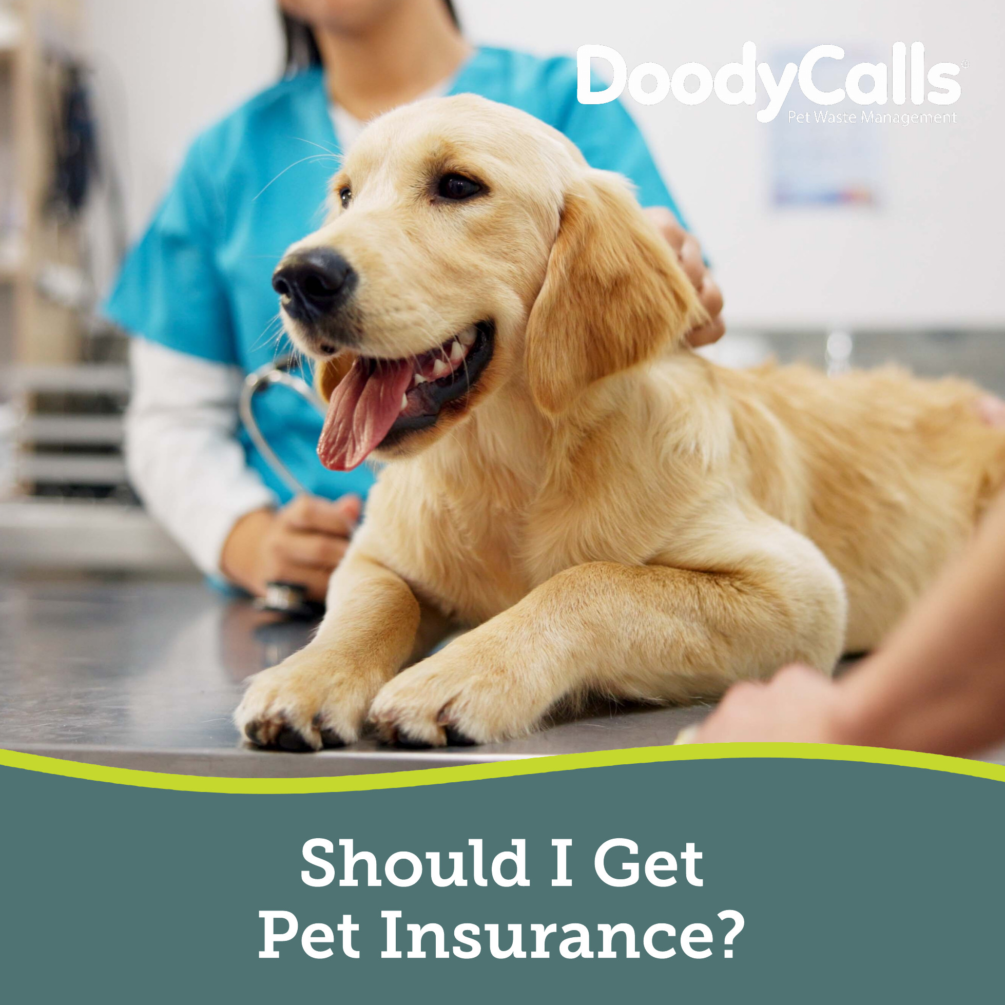 Should I Get Pet Insurance for My Dog?