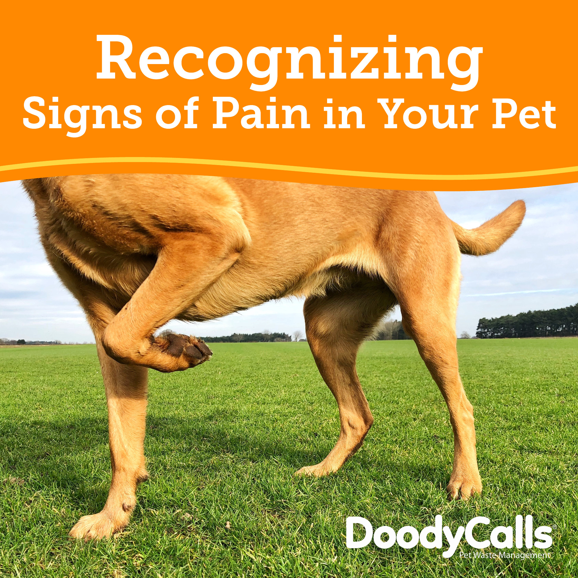 Animal Pain Awareness – Recognizing Signs of Pain in Your Pet