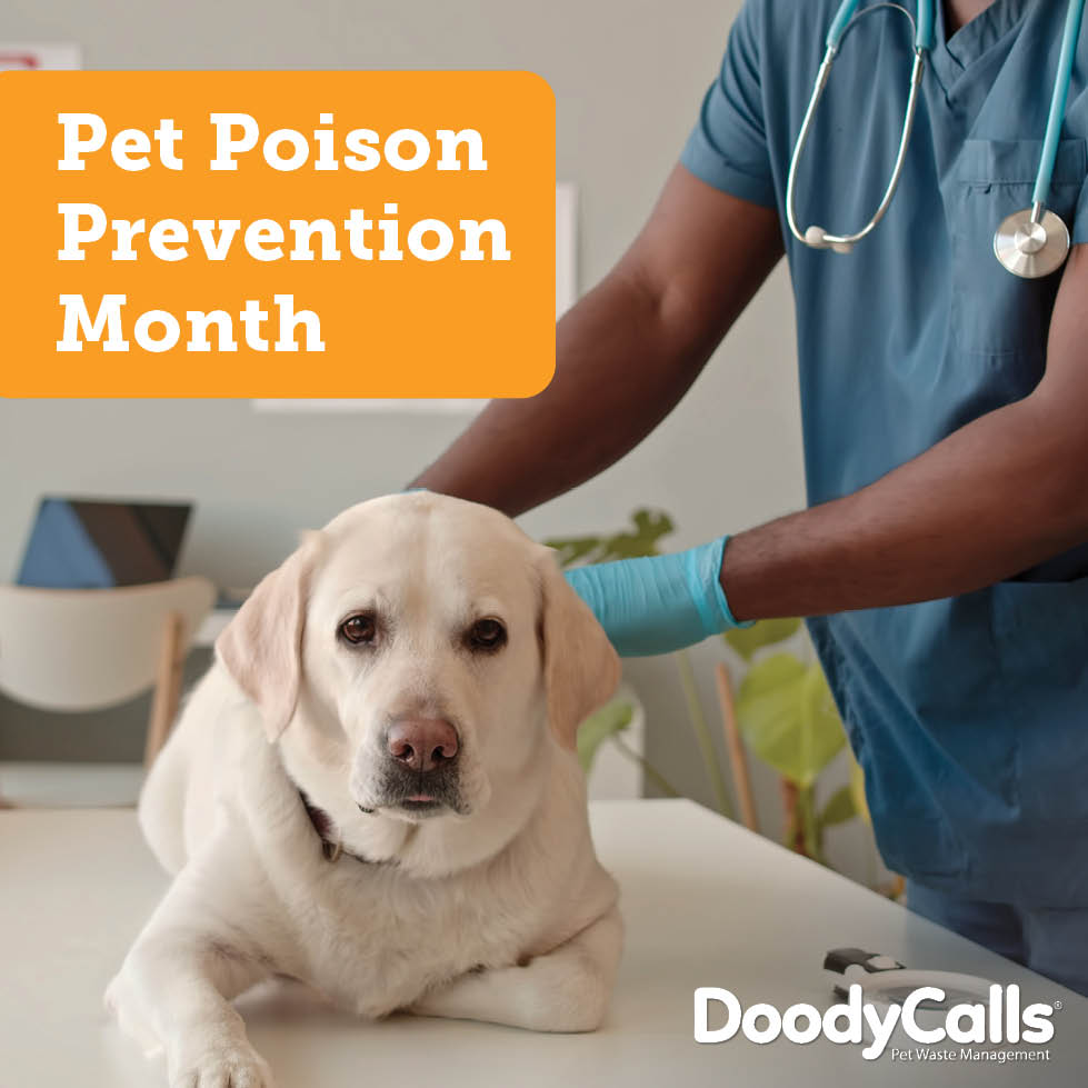 Dog Poisoning: Protecting our Furry Friends During Pet Poison ...