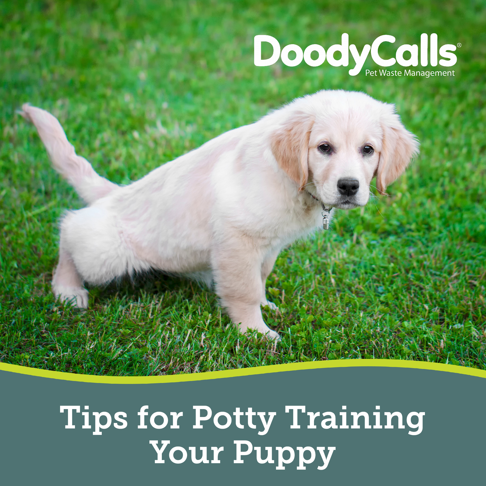 Tips for Potty Training Your Puppy