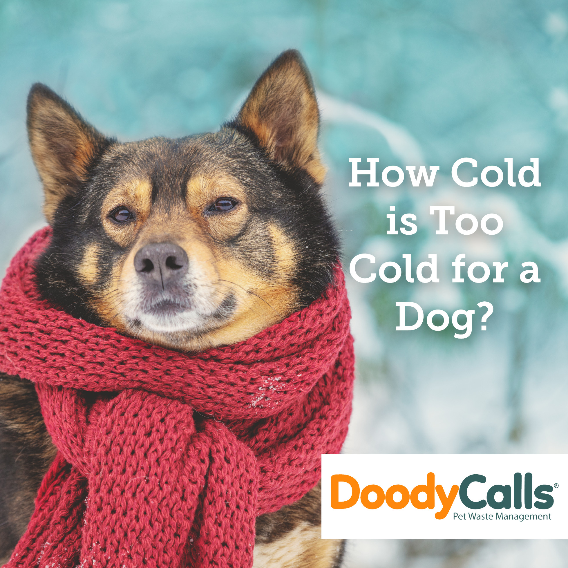 Winter Safety: How Cold Is Too Cold for a Dog?