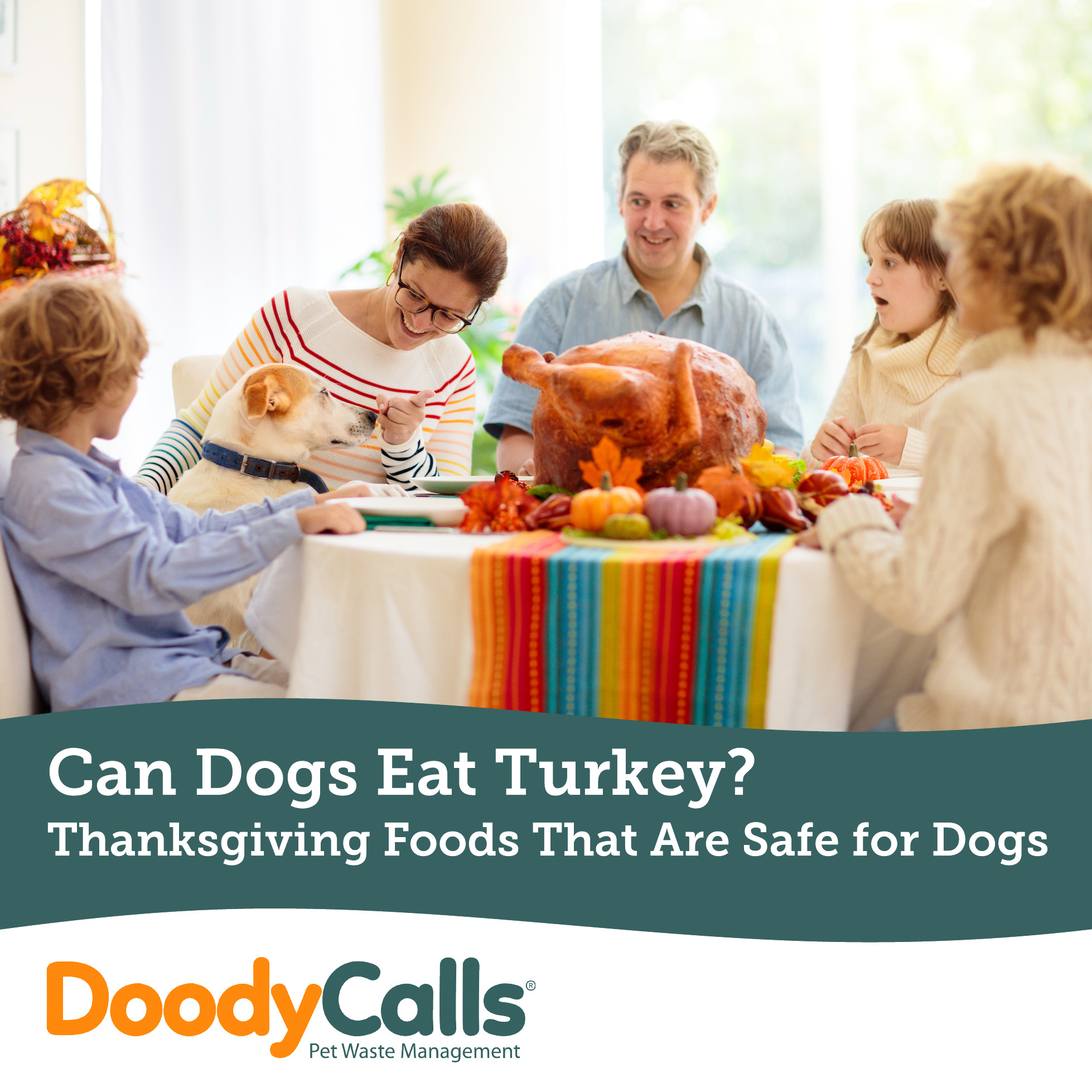 Can Dogs Eat Turkey? What Thanksgiving Foods Are Safe for Dogs
