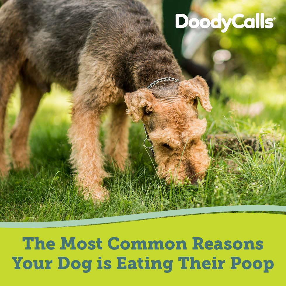 The Most Common Reasons Your Dog is Eating Their Poop