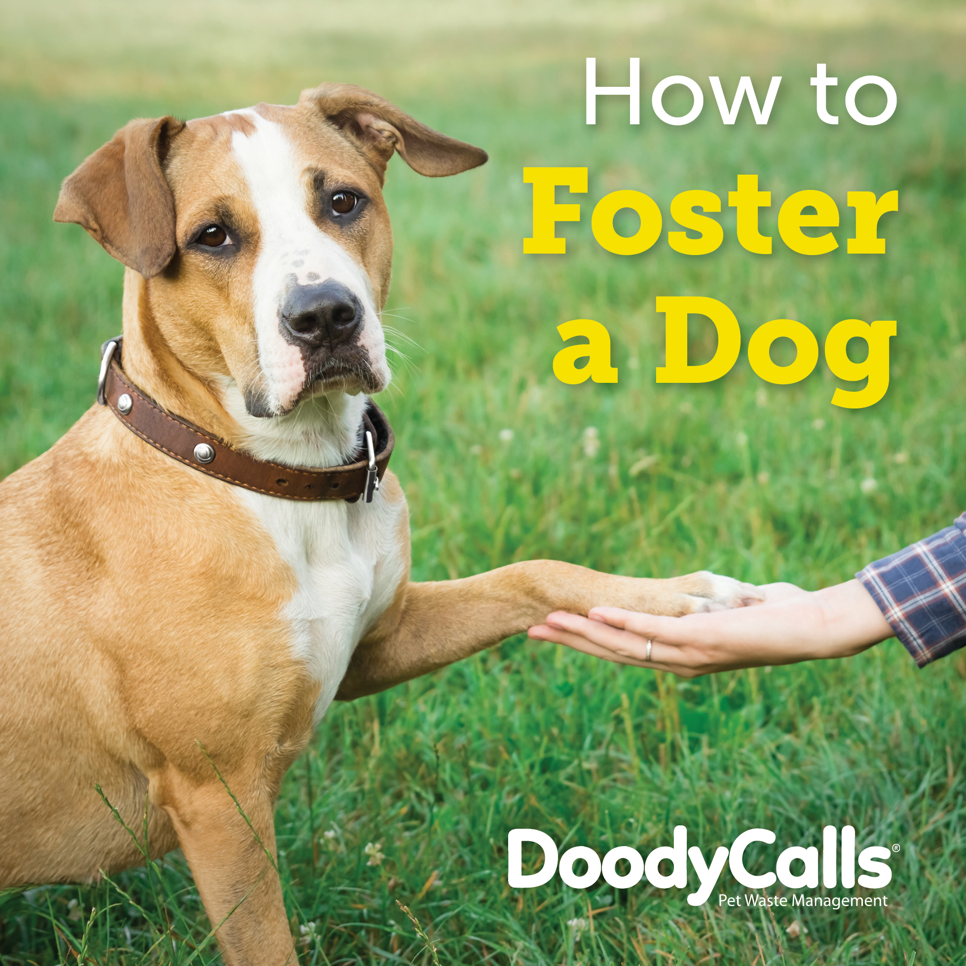 How to Foster a Dog? | A Complete Guide to Pet Fostering