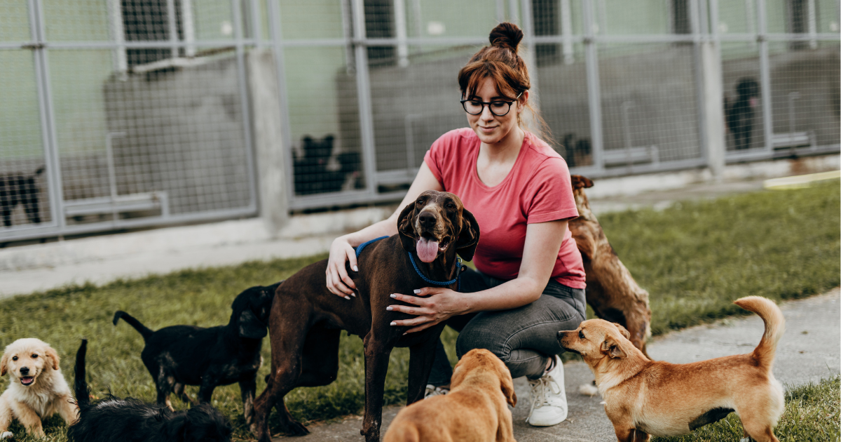 Holiday Cheer for Shelter Pets: Meaningful Ways to Help Animals in Need