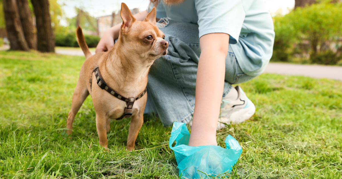 Diseases that can spread from dog poop
