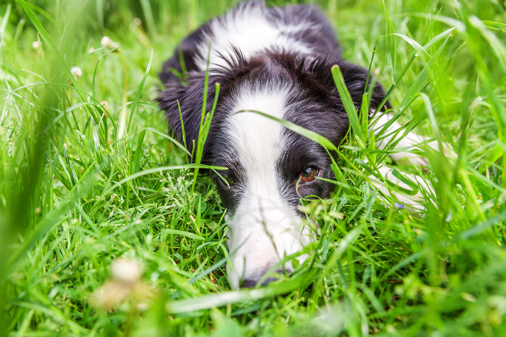 Pawsitively cool summer activities for you and your dog in Jacksonville